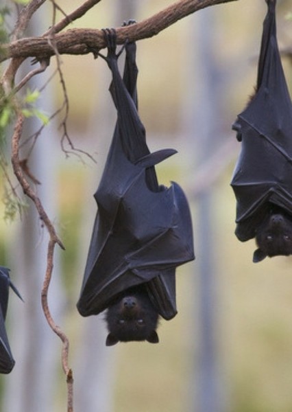 african flying bat Fan Casting