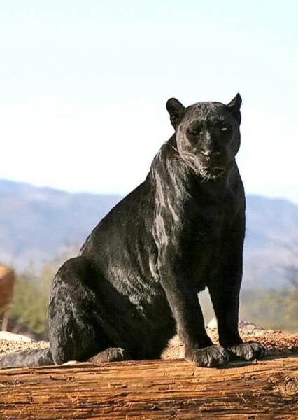 Animals Fan Casting for Jumanji: The Final Level | myCast - Fan Casting ...