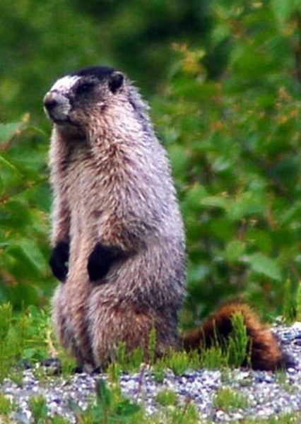 Alaska Marmot Fan Casting | myCast.io