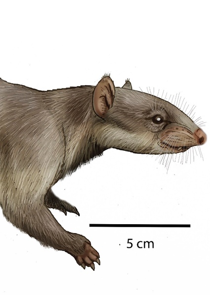 Alcidedorbignya Fan Casting