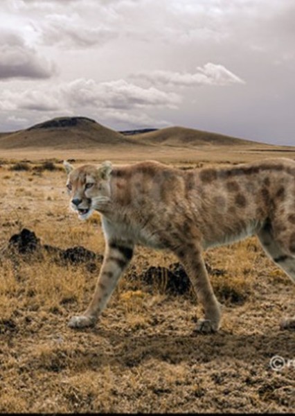 American cheetah on myCast - Fan Casting Your Favorite Stories