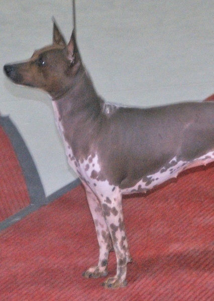 American Hairless Terrier on myCast - Fan Casting Your Favorite Stories