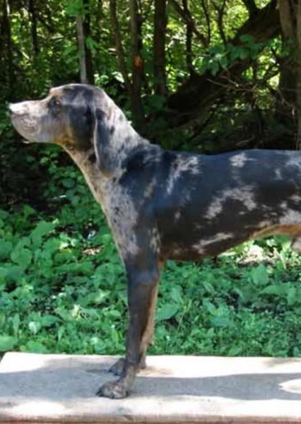 Photos of American Leopard Hound on myCast - Fan Casting Your Favorite ...