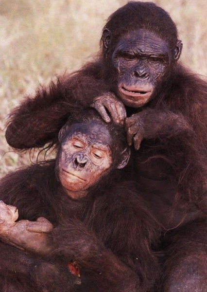 Ape-Man on myCast - Fan Casting Your Favorite Stories