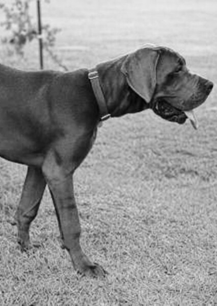 Anna Popplewell's dog Fan Casting for Dog Days with Anna Popplewell ...