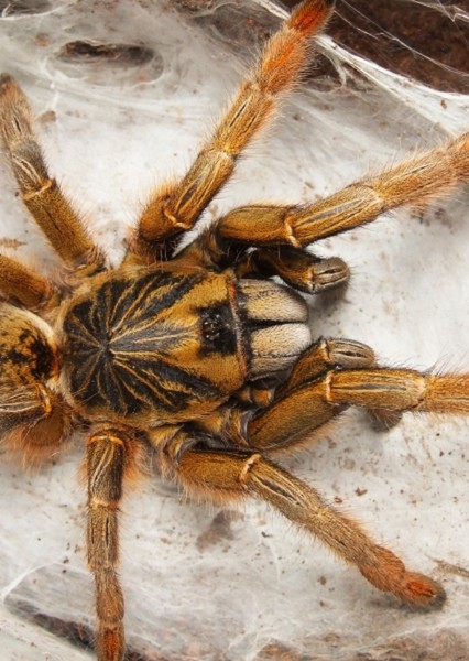 Augacephalus breyeri Fan Casting