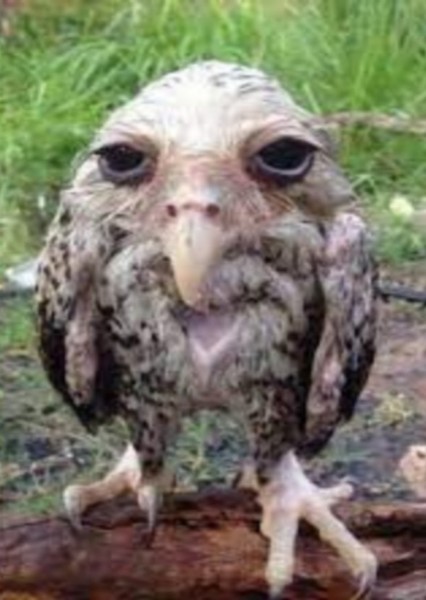 Quandale Dingle: Mission in Ohio Fan Casting on myCast