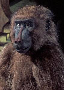 Baboon (Sinbad and the Eye of the Tiger) Photo on myCast - Fan Casting ...