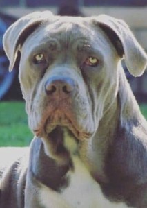 What Is An Australian Bandog