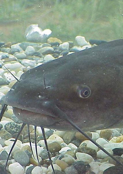 Barbel (Fish) Photo on myCast - Fan Casting Your Favorite Stories