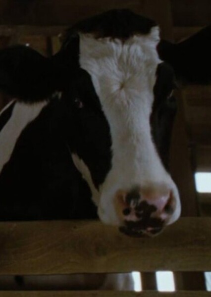 Bitsy the Cow (Charlotte's Web) Fan Casting