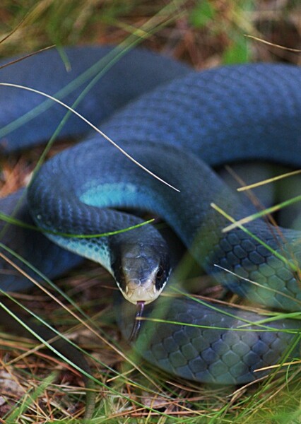 Blue Racer Fan Casting