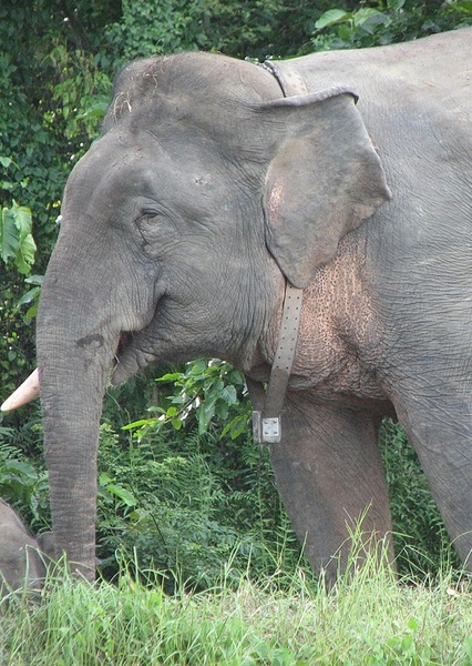 Borneo Elephant Fan Casting