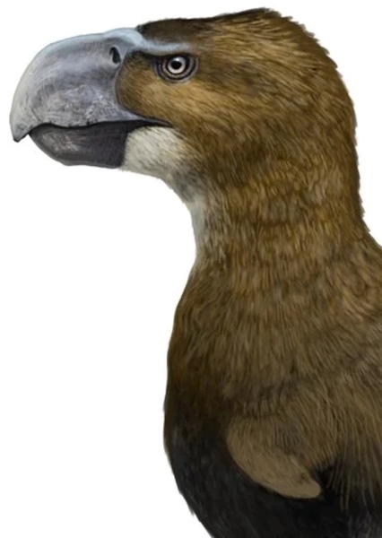 Brontornis Photo on myCast - Fan Casting Your Favorite Stories