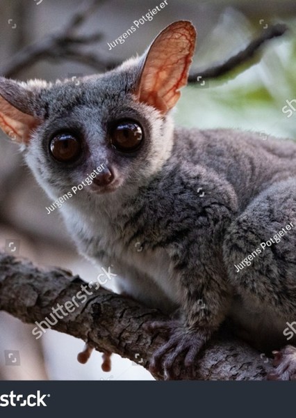 BUSH BABY on myCast - Fan Casting Your Favorite Stories