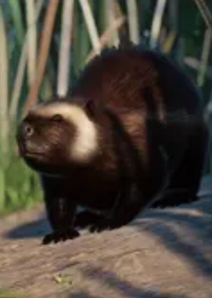 Californian Beaver Fan Casting