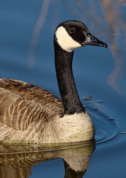 Canada Goose Fan Casting