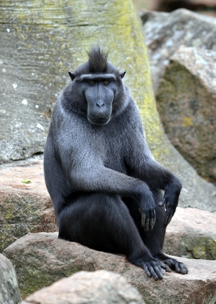 Celebes Crested Macaque on myCast - Fan Casting Your Favorite Stories