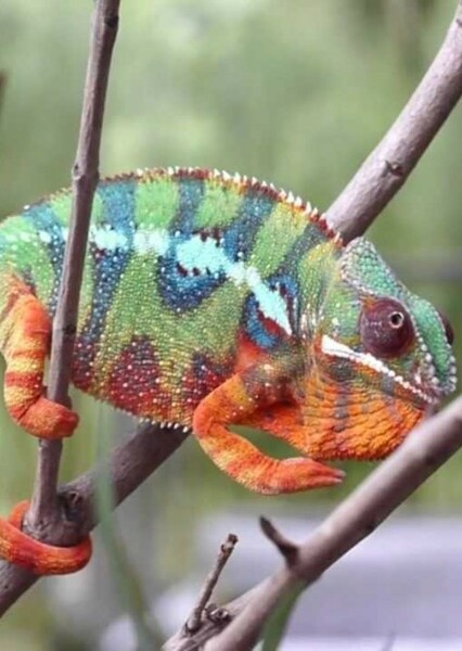 Gamora Fan Casting for what If marvel characters were animals | myCast ...