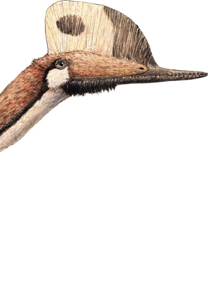 Darwinopterus Fan Casting