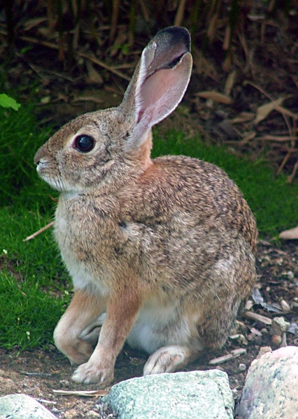 Desert Cottontail on myCast - Fan Casting Your Favorite Stories