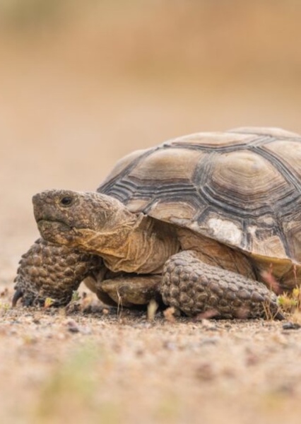 Desert Tortoise Fan Casting