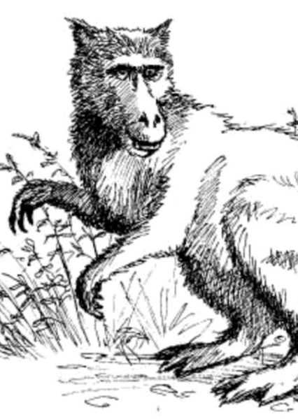 Devil Monkey Photo on myCast - Fan Casting Your Favorite Stories