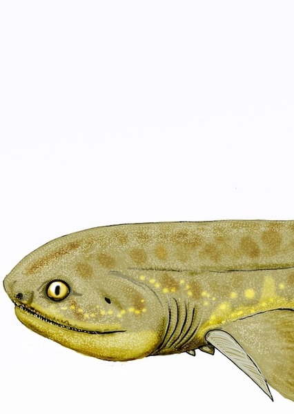 Doliodus Fan Casting