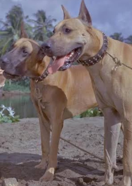 Duke and Turk (Swiss Family Robinson) Fan Casting