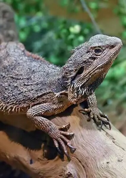 Eastern Bearded Dragon Fan Casting