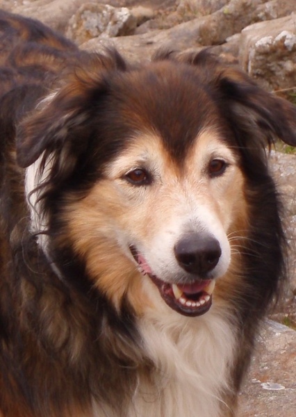 Faroese Sheepdog Fan Casting