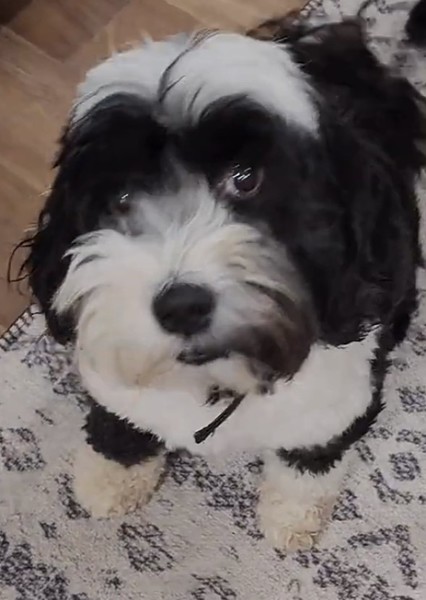 FGTeeV Oreo Fan Casting