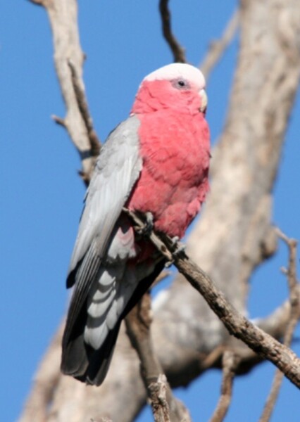 Galah Fan Casting