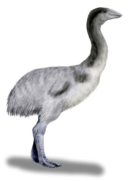 Genyornis Fan Casting