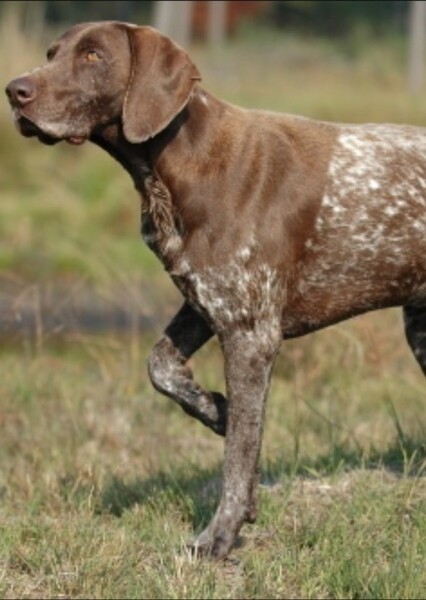 German Shorthaired Pointer Fan Casting
