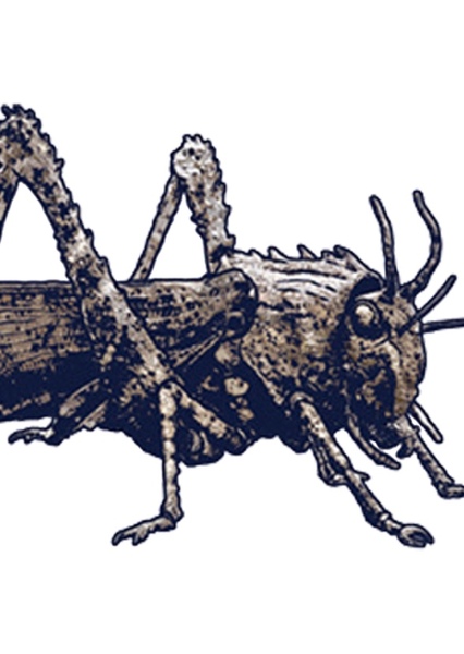 Giant Locust Fan Casting