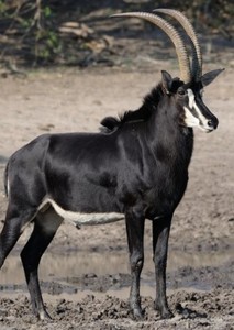 giant sable antelope Photo on myCast - Fan Casting Your Favorite Stories