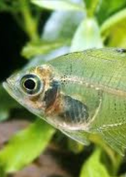 Glass Fish Fan Casting