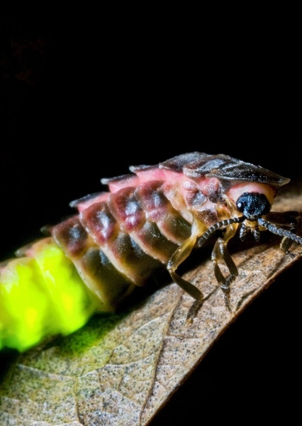 Glowworm Fan Casting