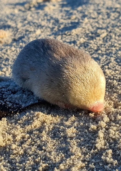 Golden Mole Fan Casting