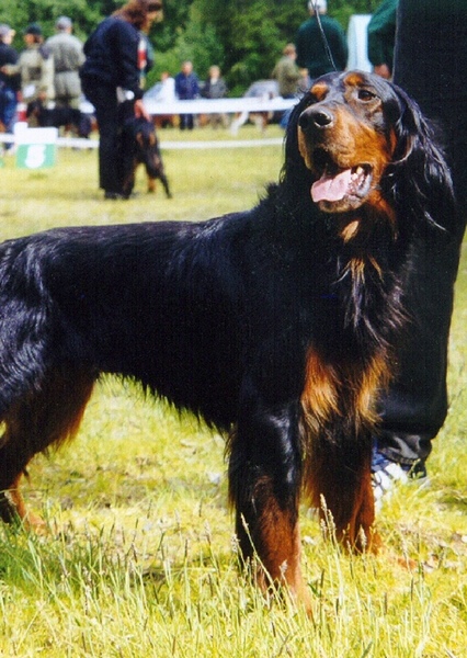 Gordon Setter Fan Casting