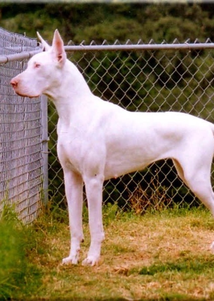 Fan Casting Great Dane as Clark Kent in If DC characters were animals ...