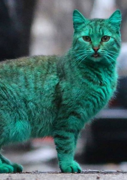Photos of Green Cat (Animal) on myCast - Fan Casting Your Favorite Stories