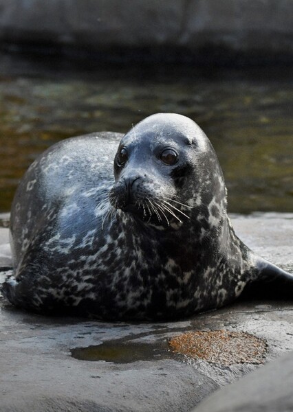 Harbor Seal Fan Casting