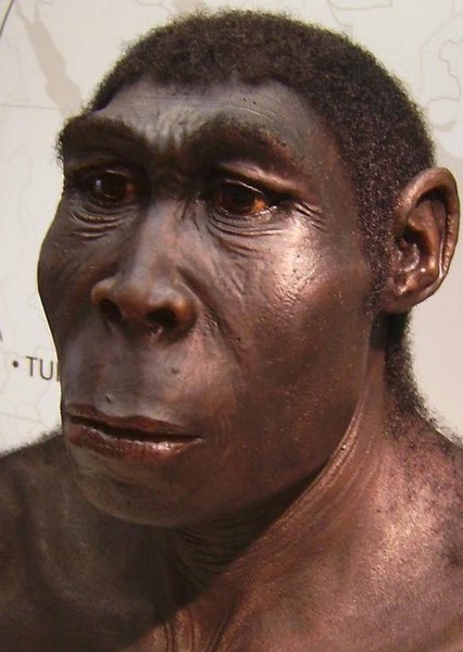 Homo erectus Photo on myCast - Fan Casting Your Favorite Stories