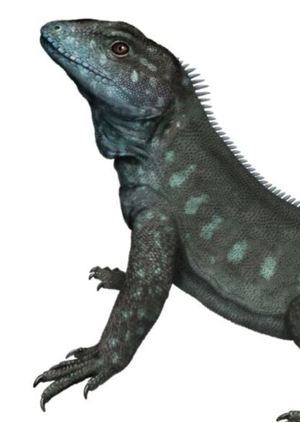 Homoeosaurus Fan Casting