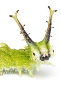 Photos of Japanese Emperor Caterpillar on myCast - Fan Casting Your ...