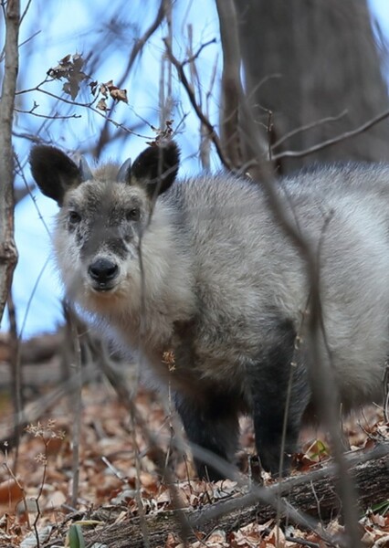 Japanese Serow Fan Casting