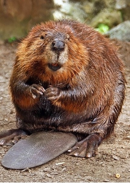 Photos of Jared the Beaver on myCast - Fan Casting Your Favorite Stories
