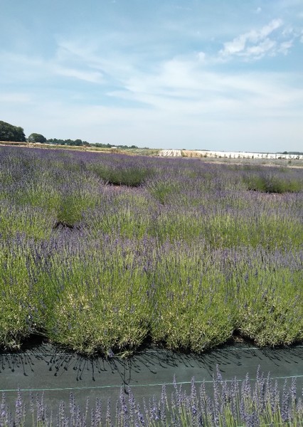 Photos of Judah Berman-Roberts on myCast - Fan Casting Your Favorite ...